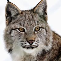 Therian Guide: Forums