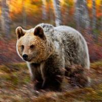 Meet The Staff - Therian Guide: Forums